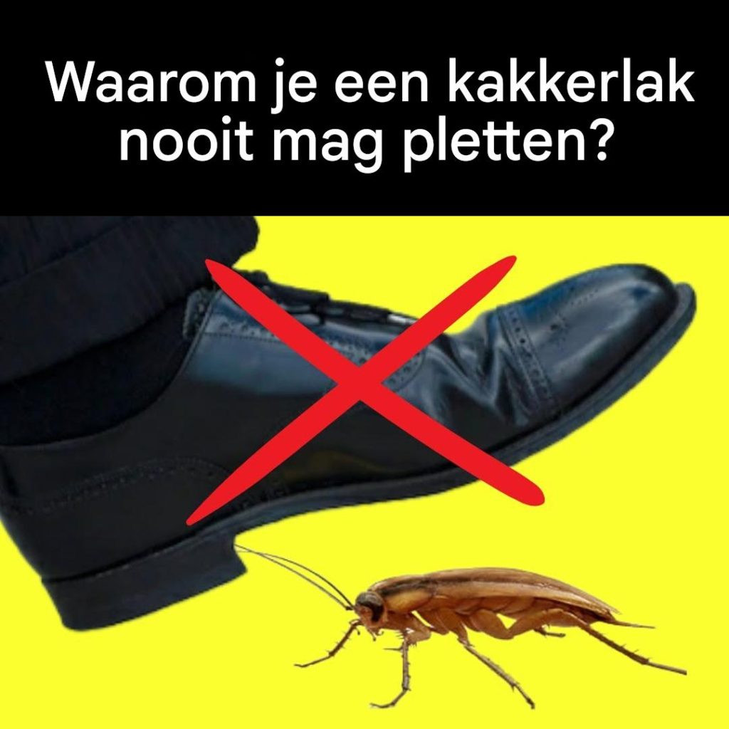 Waarom je een kakkerlak nooit mag pletten? – Beste recepten